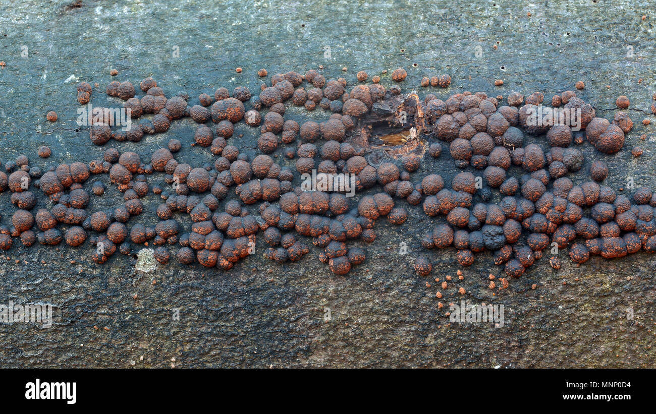 hypoxylon fragiforme fungus on tree stump Stock Photo - Alamy
