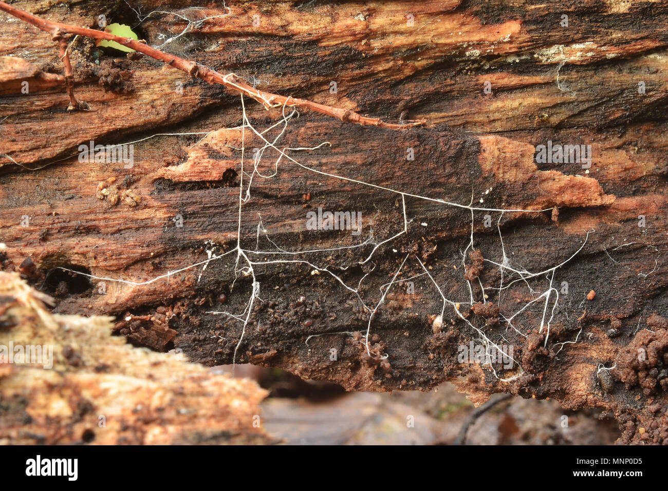closeup of a mushroom mycelium on wood Stock Photo - Alamy