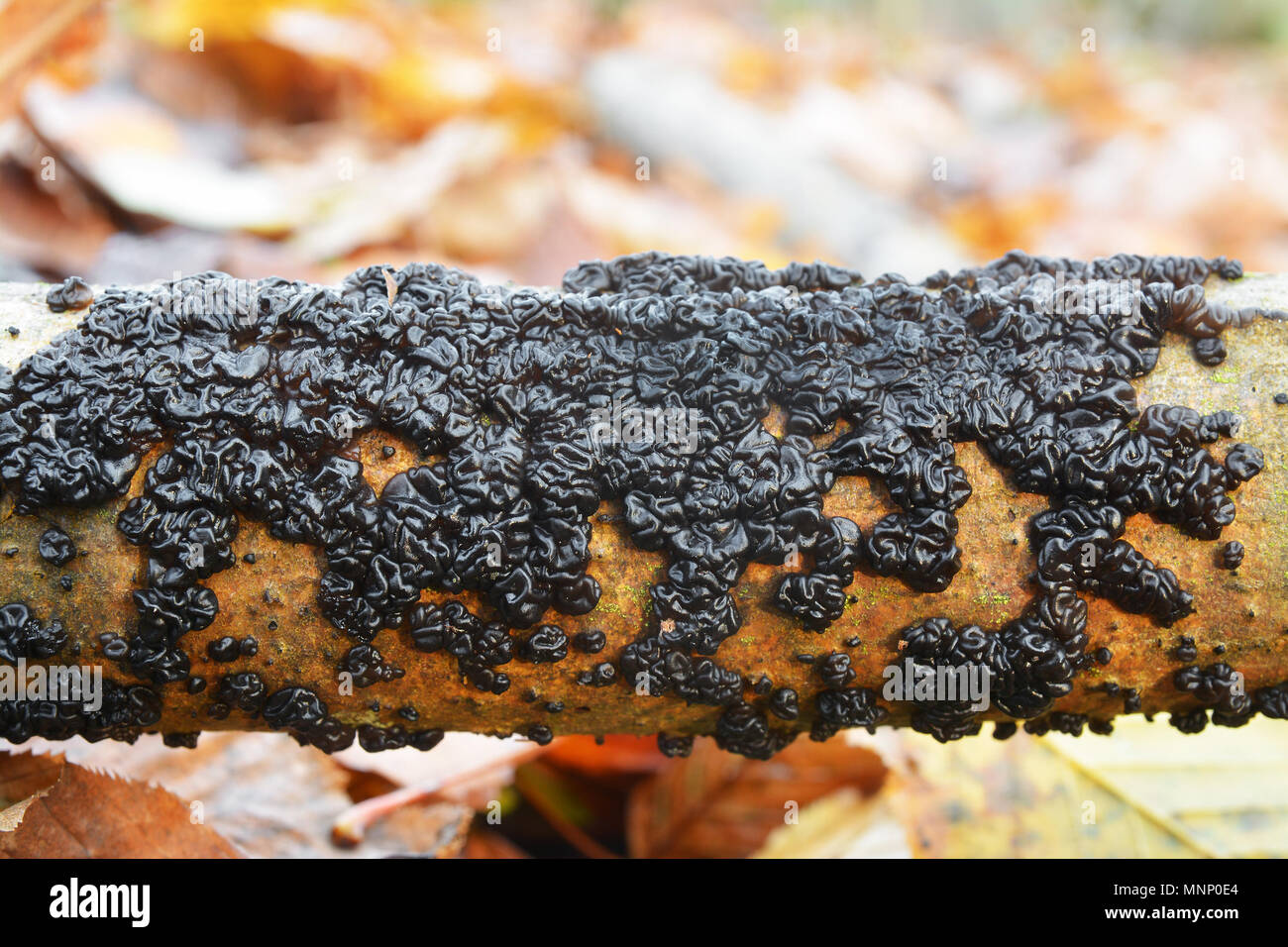 Exidia glandulosa jelly fungus, known as black witches' butter, black ...