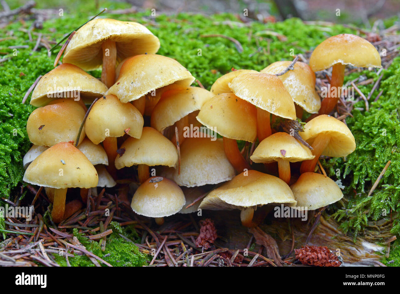 Hypholoma capnoides mushroom cluster in the woods, conifer tuft Stock ...