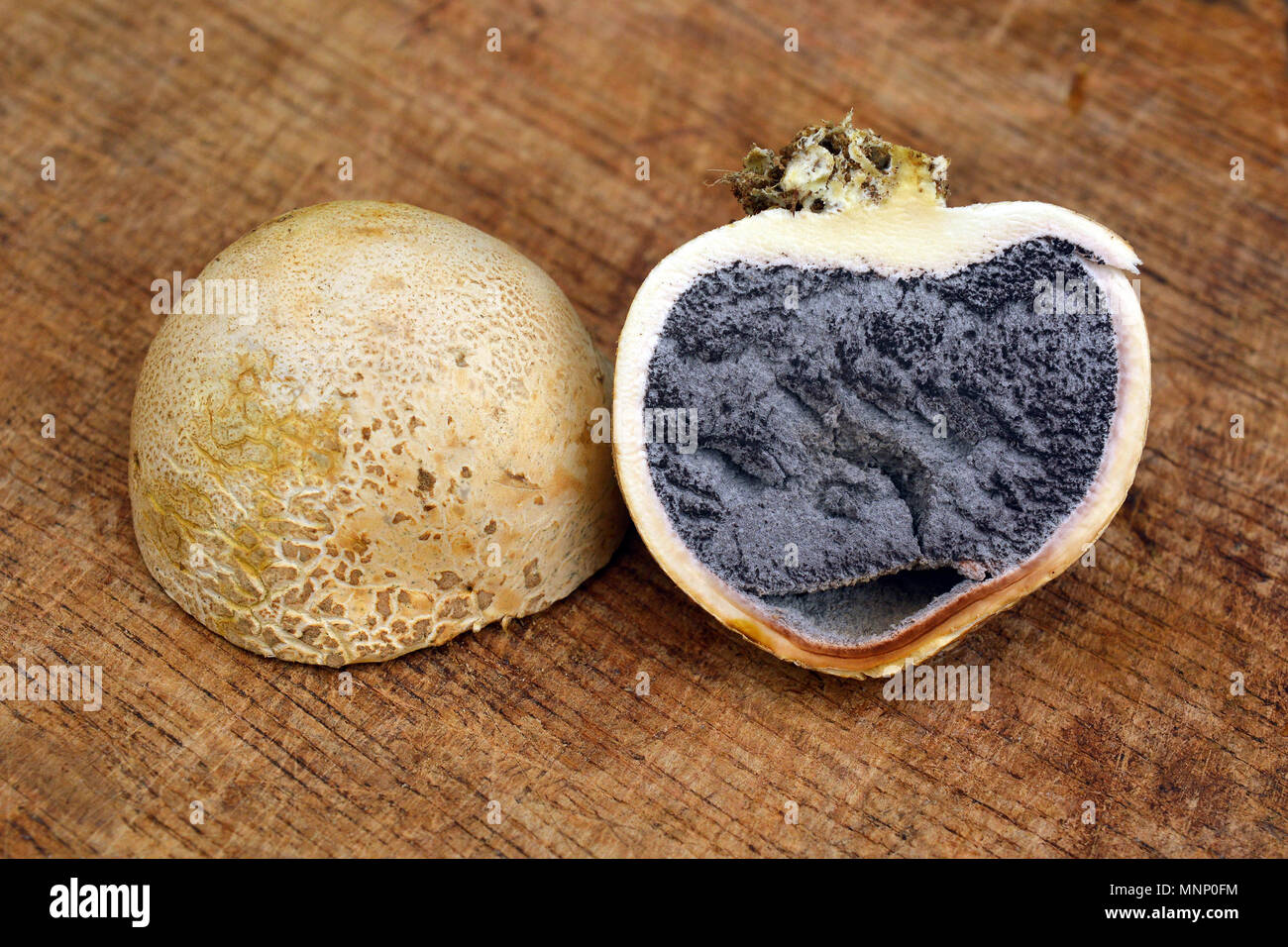 scleroderma citrinum fungus cross section Stock Photo - Alamy