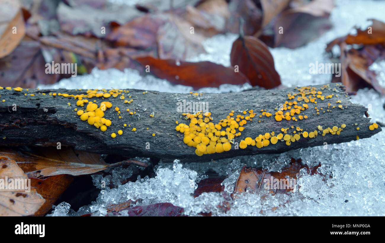bisporella citrina fungus, known as the lemon disco and yellow fairy ...