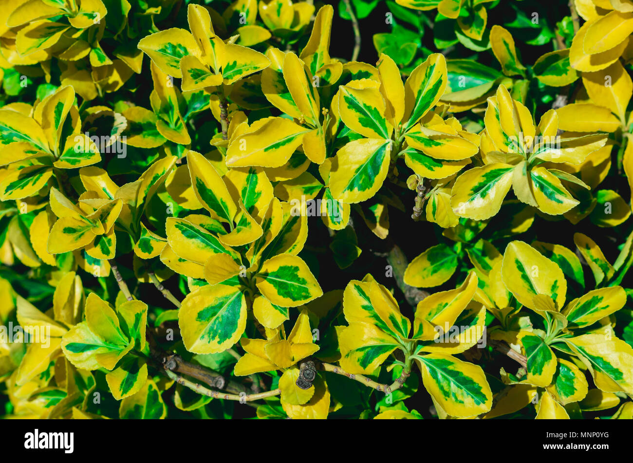 Homogeneous yellow and green leaves background Stock Photo - Alamy