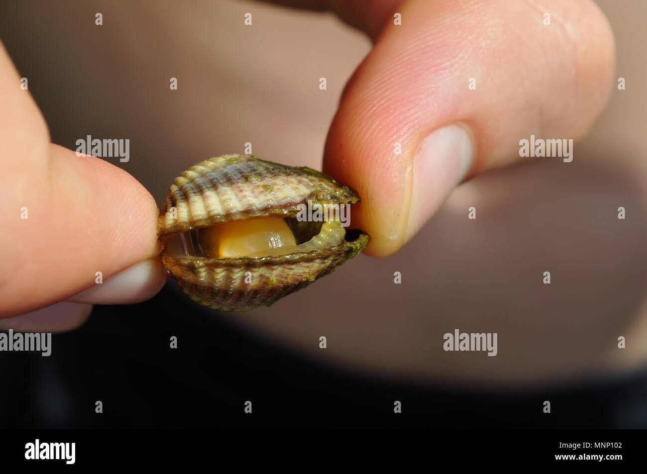 Clam shell open hi-res stock photography and images - Alamy