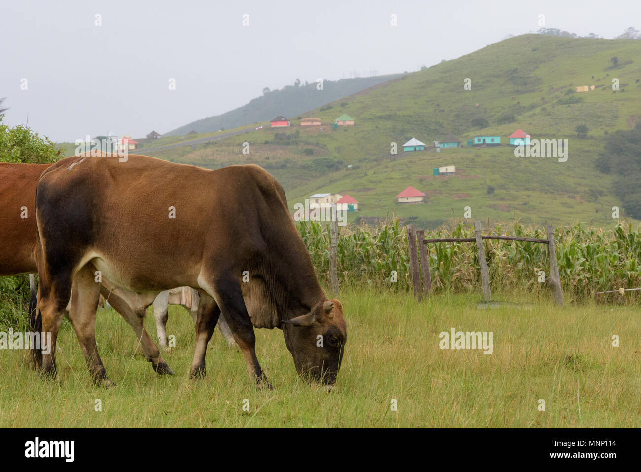 Rural village eastern cape hi-res stock photography and images - Alamy