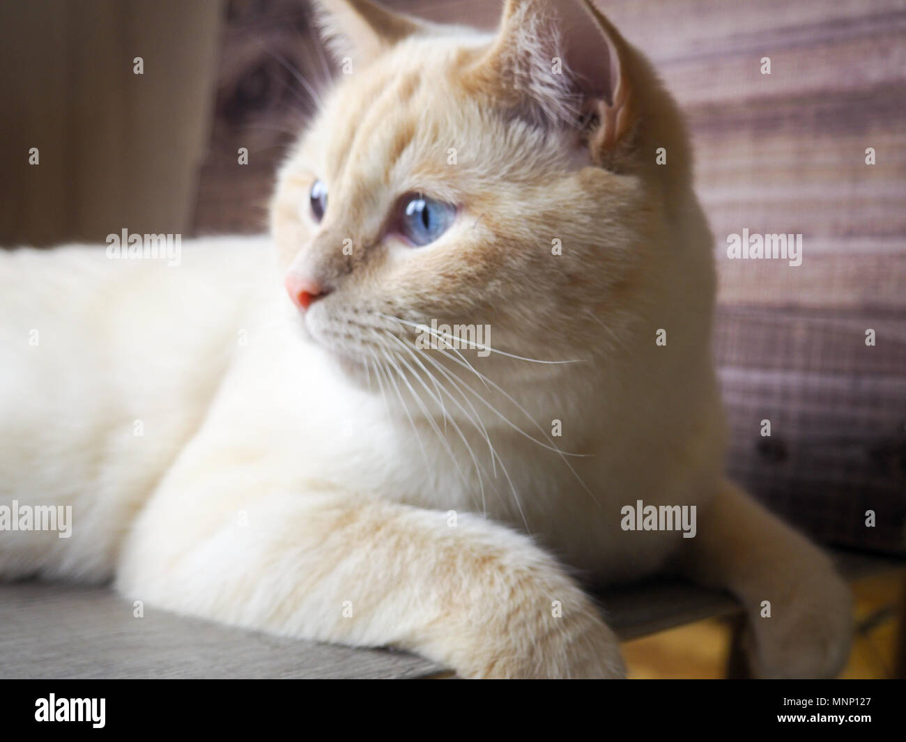 adult white cat with blue eyes playing on wooden background, paws ...