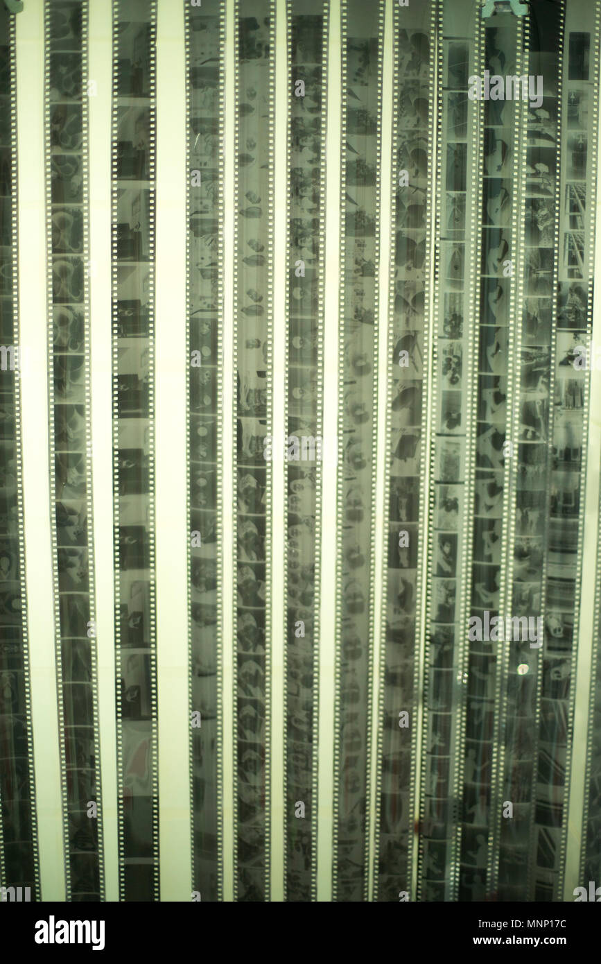 35mm analog black and white photography film negatives drying after ...