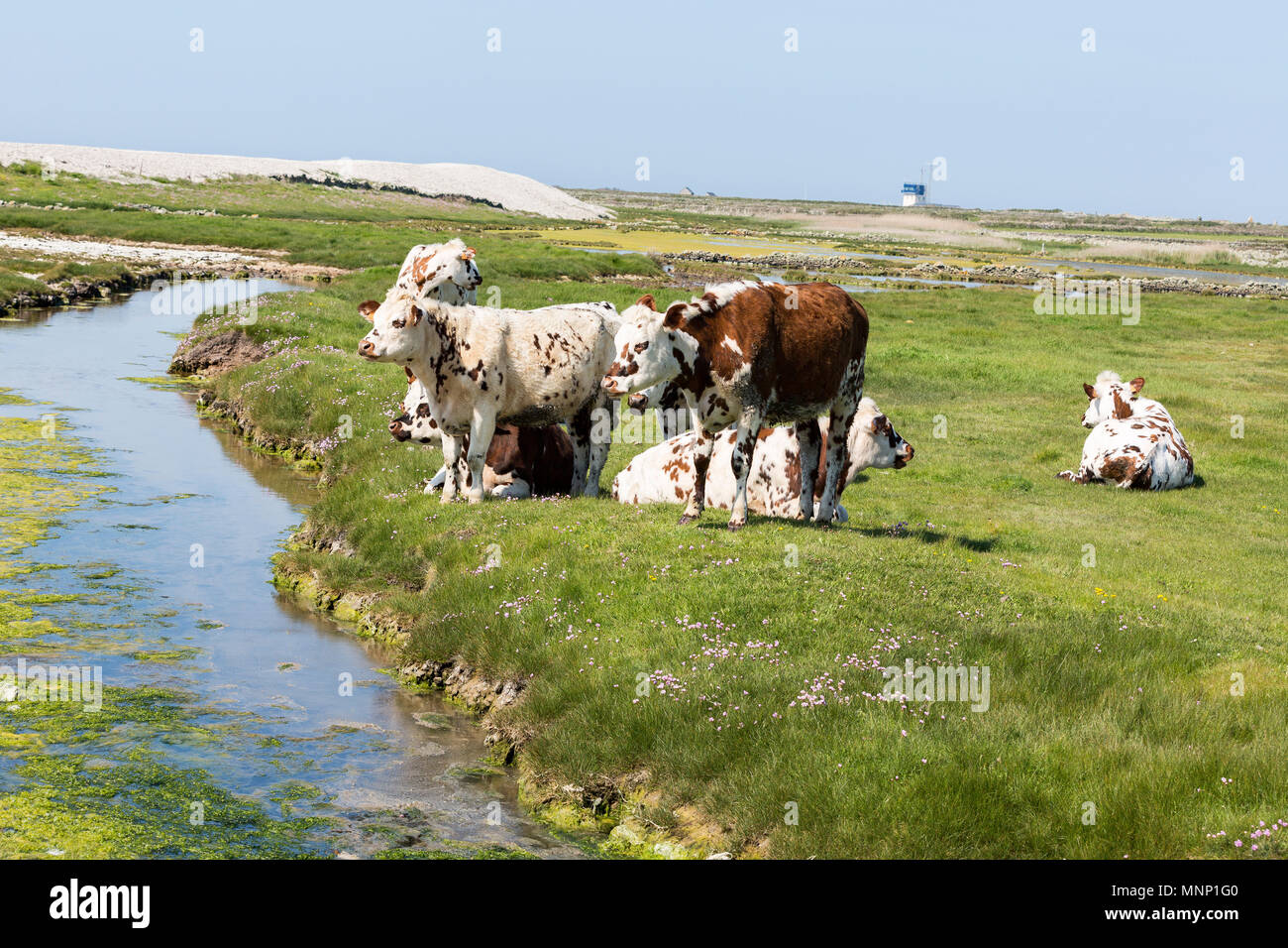 Normande cattle hi-res stock photography and images - Alamy