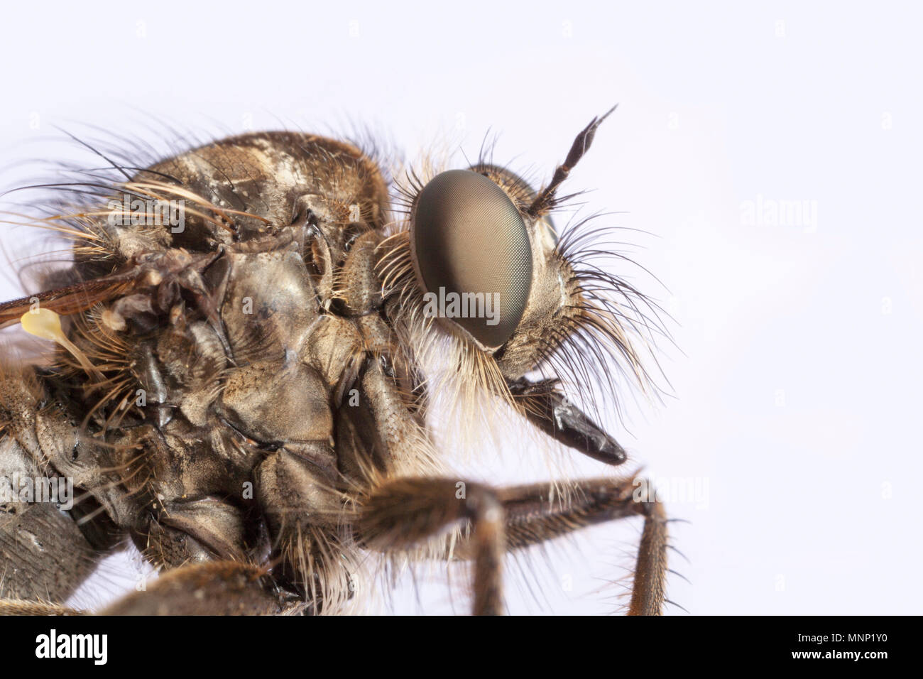 Robber flies uk hi-res stock photography and images - Alamy