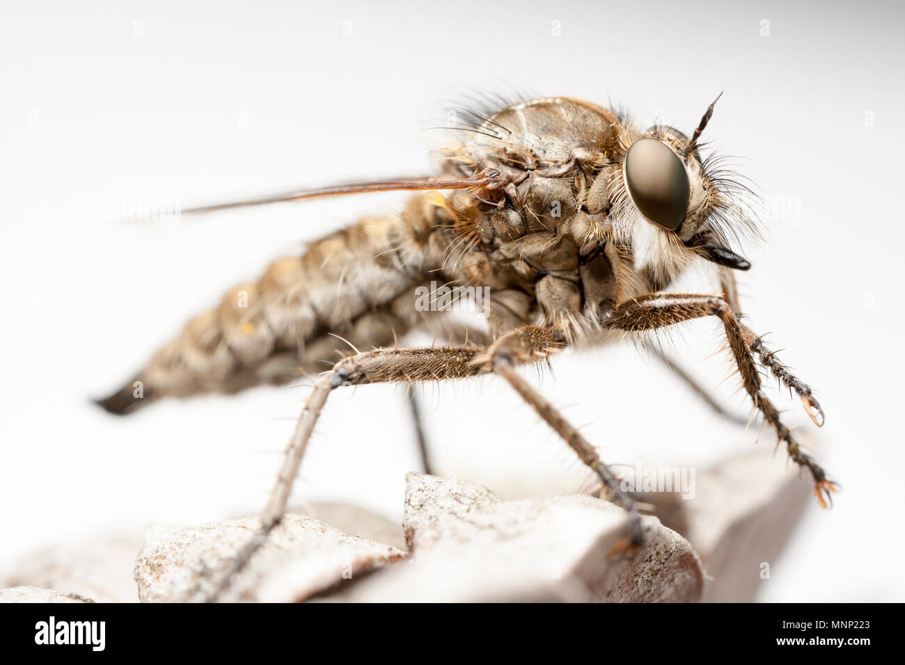 Robber fly UK Stock Photo - Alamy