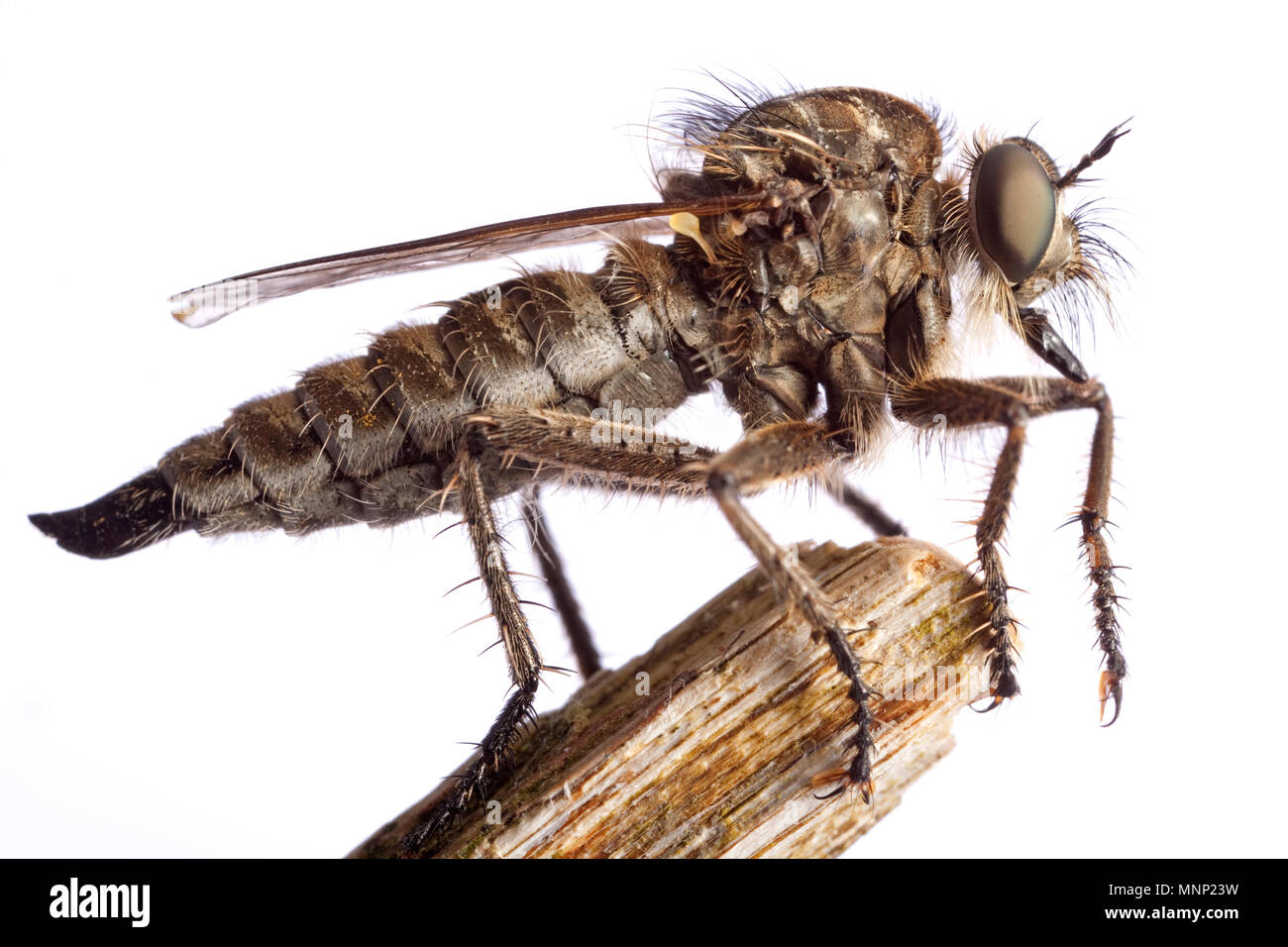 Robber fly UK Stock Photo - Alamy