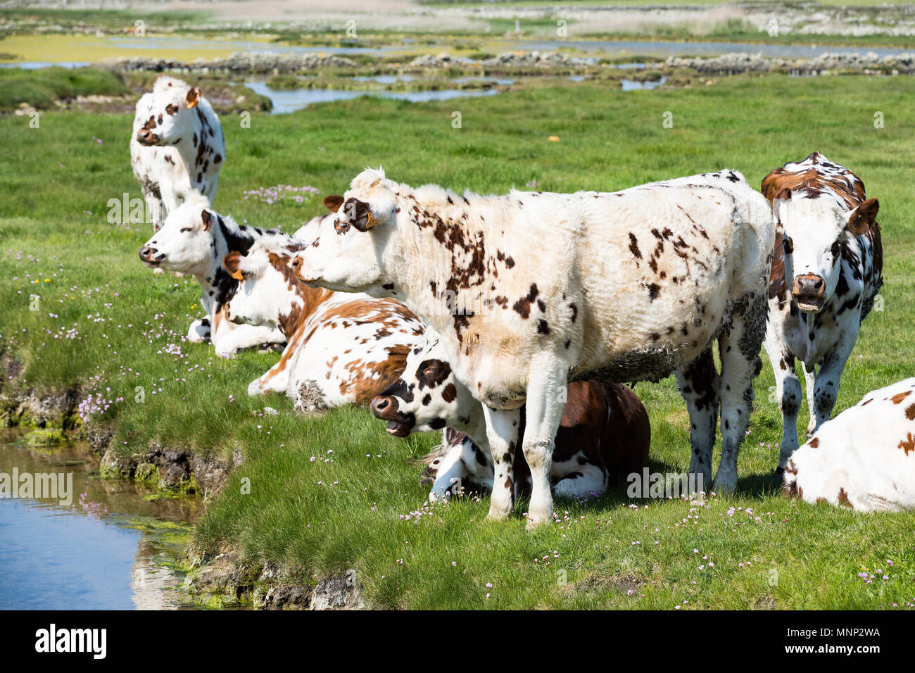 Typical french landscape with cows in the meadow near the water river ...