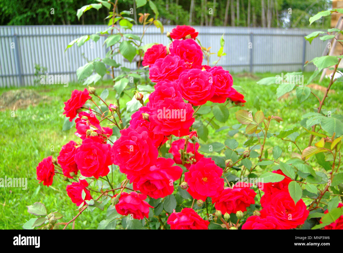 bright red tea roses in the garden, Russia Stock Photo - Alamy