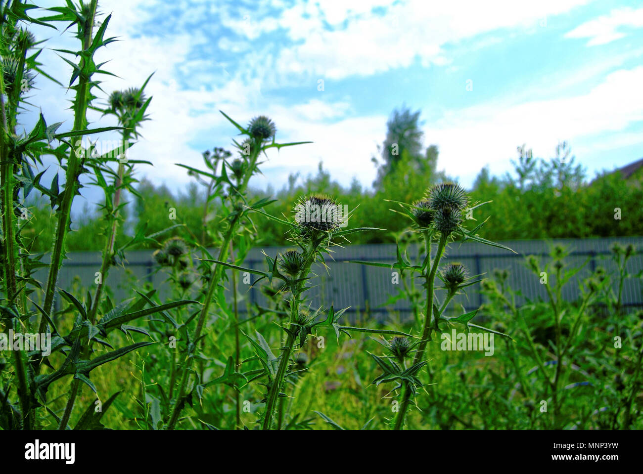 Russia native plant hi-res stock photography and images - Alamy