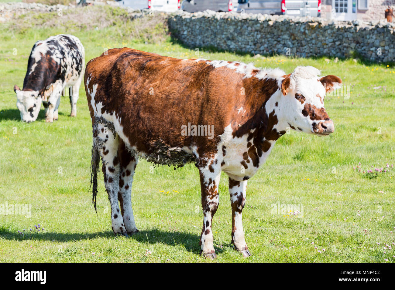 Normande cow hi-res stock photography and images - Alamy