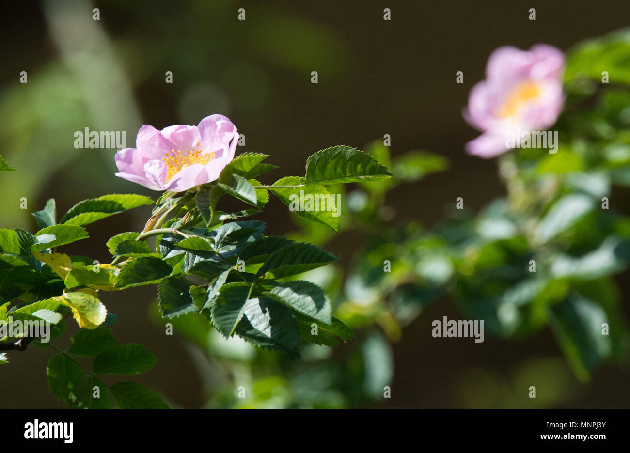 15 May 2018, Germany, Hildesheim: First blooming roses in the legendary ...