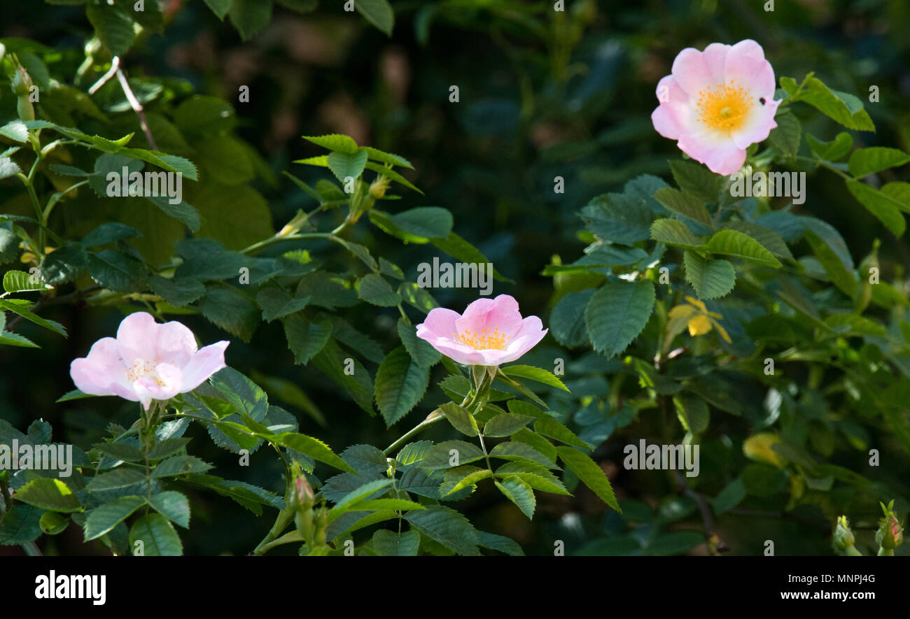 700 1000 years old hi-res stock photography and images - Alamy