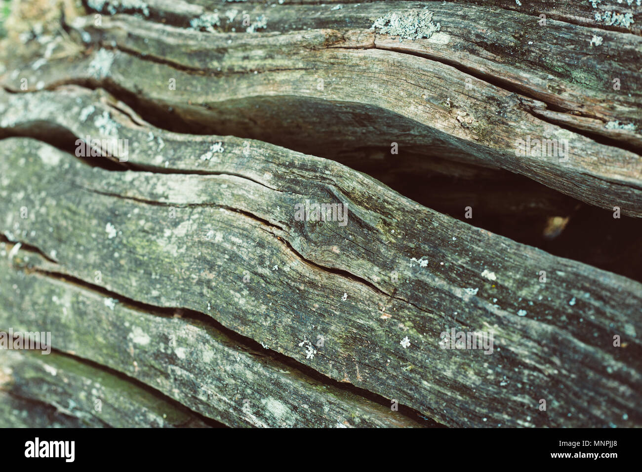closeup photo of a wooden log with a unique texture Stock Photo - Alamy