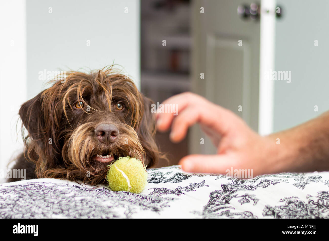 Large furry brown dog teasing his owner with the tennis ball Stock ...