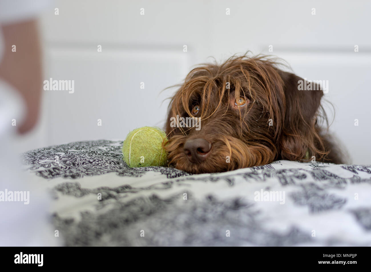 Furry brown dog with amber eyes rests his head on the bed next to his ...