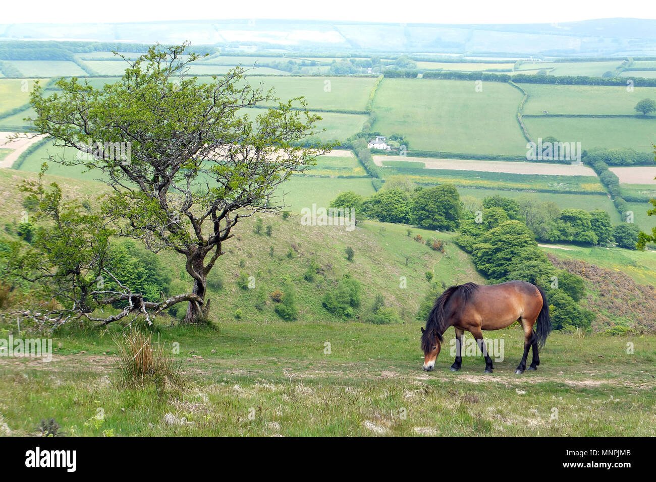 Celtic pony breed hi-res stock photography and images - Alamy