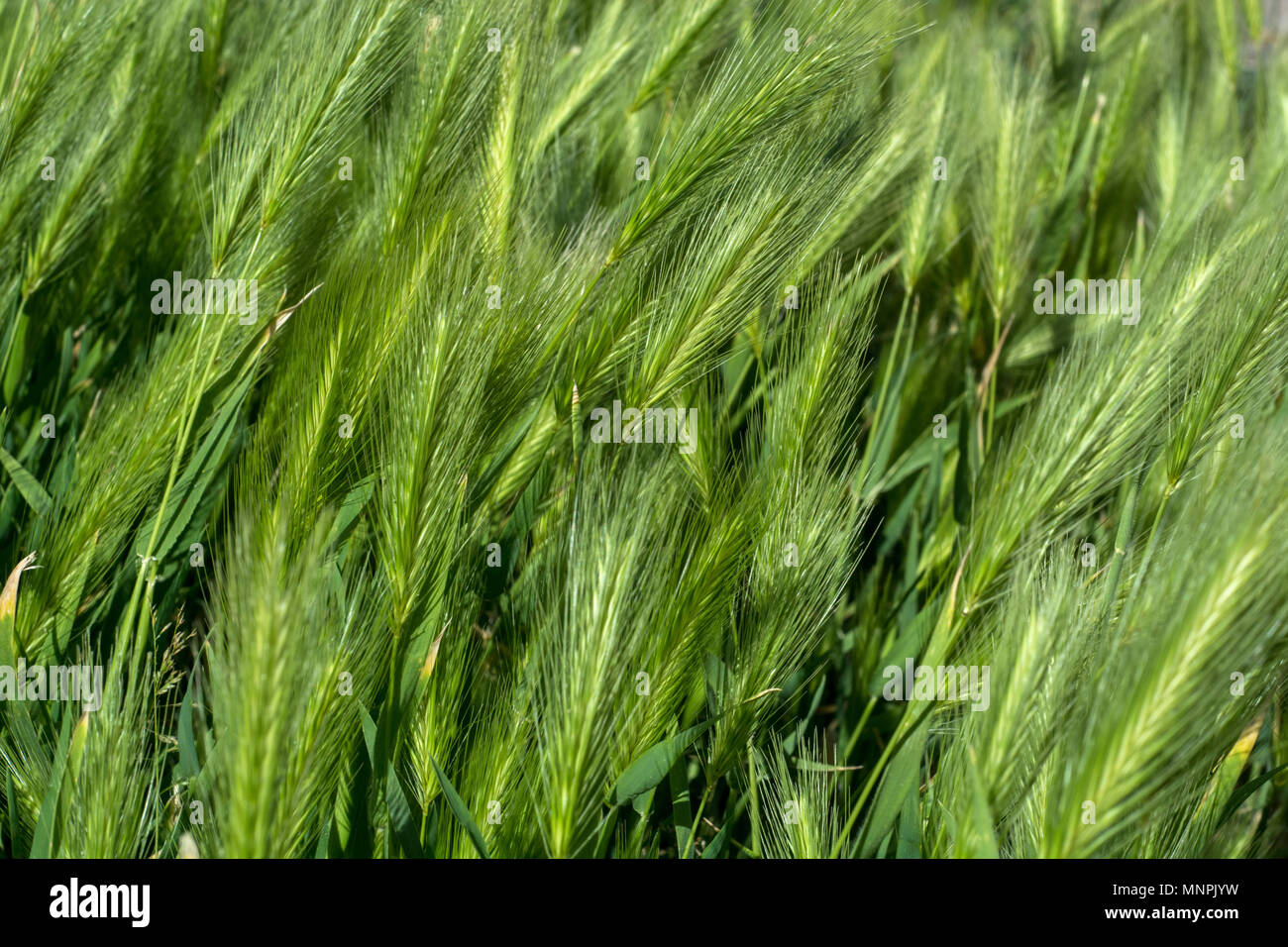 Grass Texture High Resolution Stock Photography and Images - Alamy
