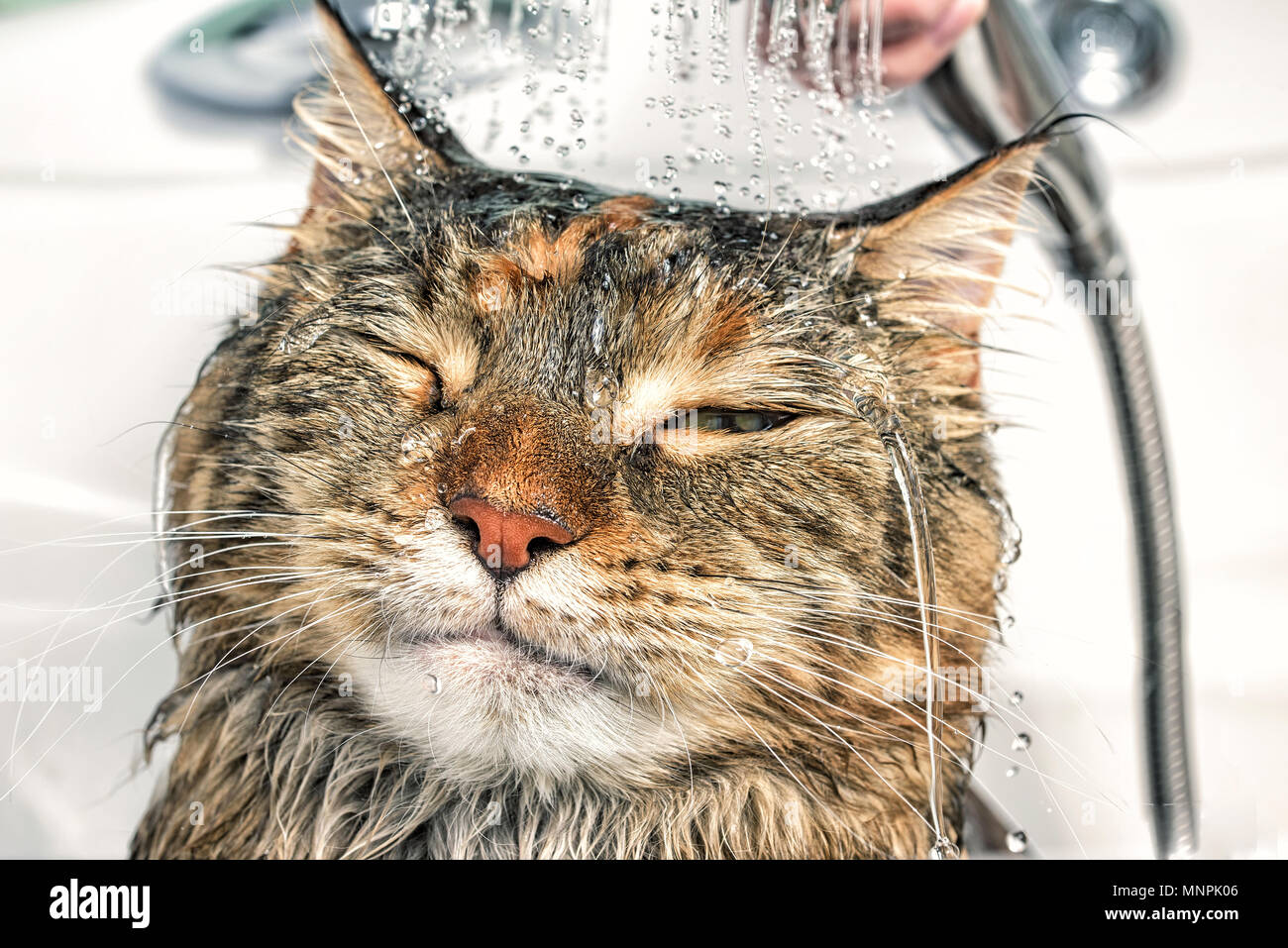 Cat bath. Wet cat. Girl washes cat in the bath Stock Photo - Alamy