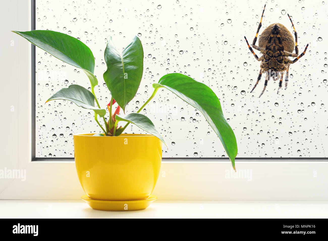 Spider on the window. Big spider and raindrops Stock Photo - Alamy