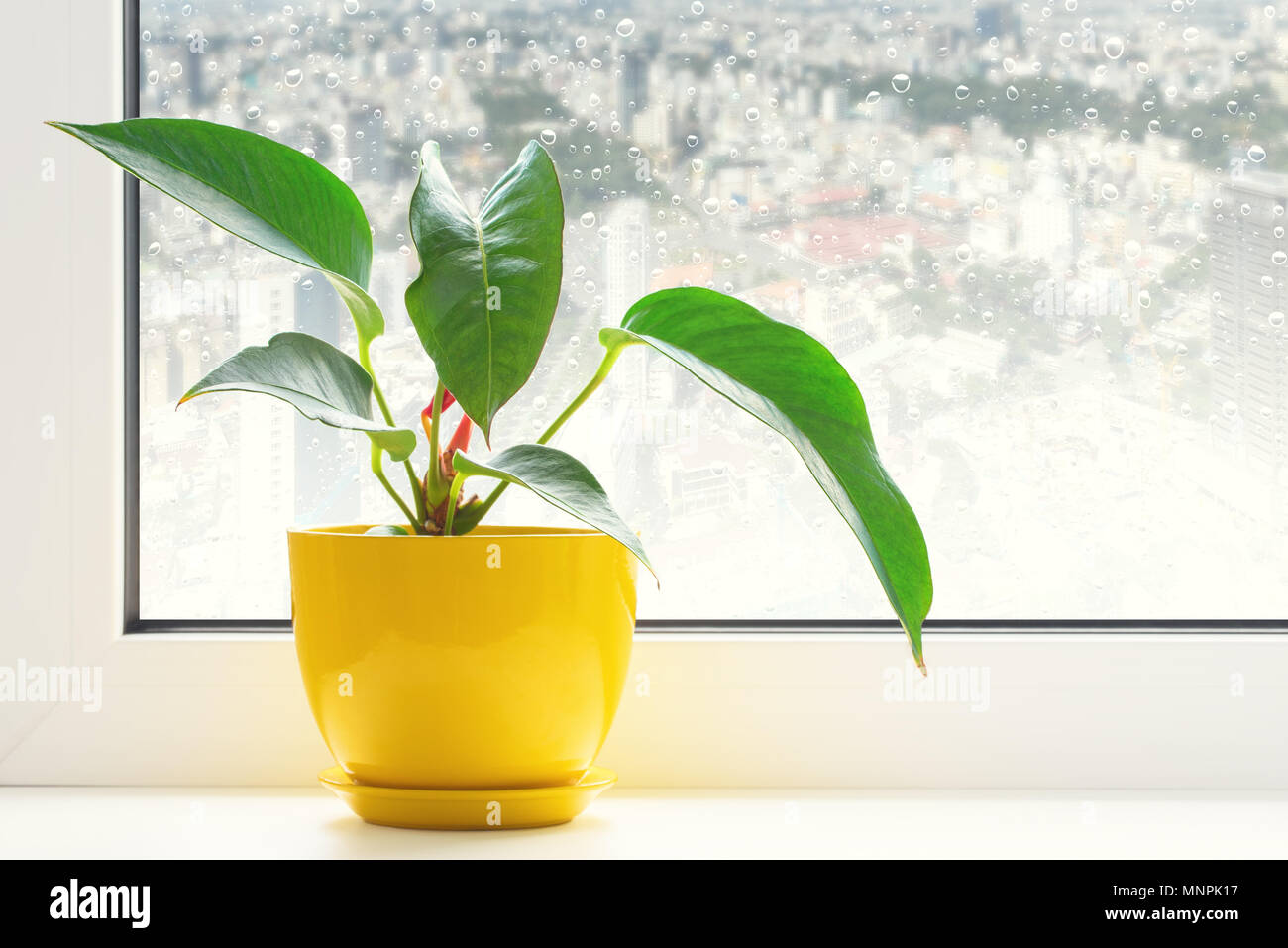 Drops of rain on a window glass. Flower on the windowsill Stock Photo ...