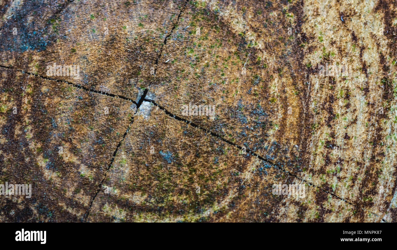 closeup of log. ring of the tree. natural texture background Stock ...