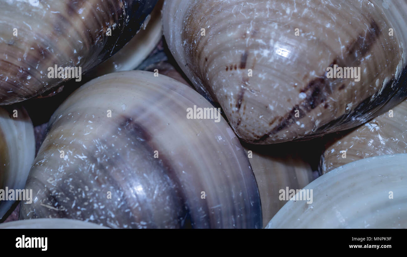 stack of sea shells. closeup of sea shells. natural texture background ...