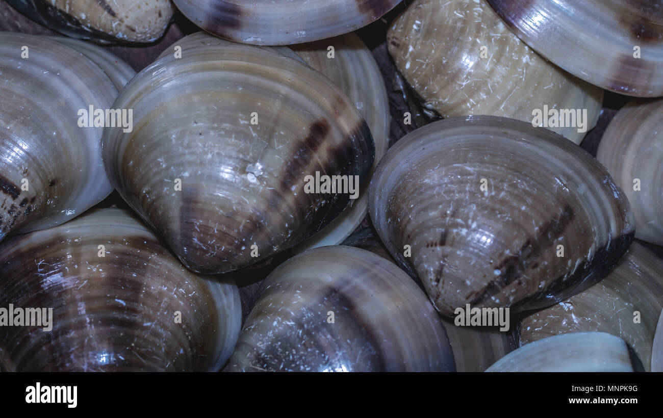 stack of sea shells. closeup of sea shells. natural texture background ...