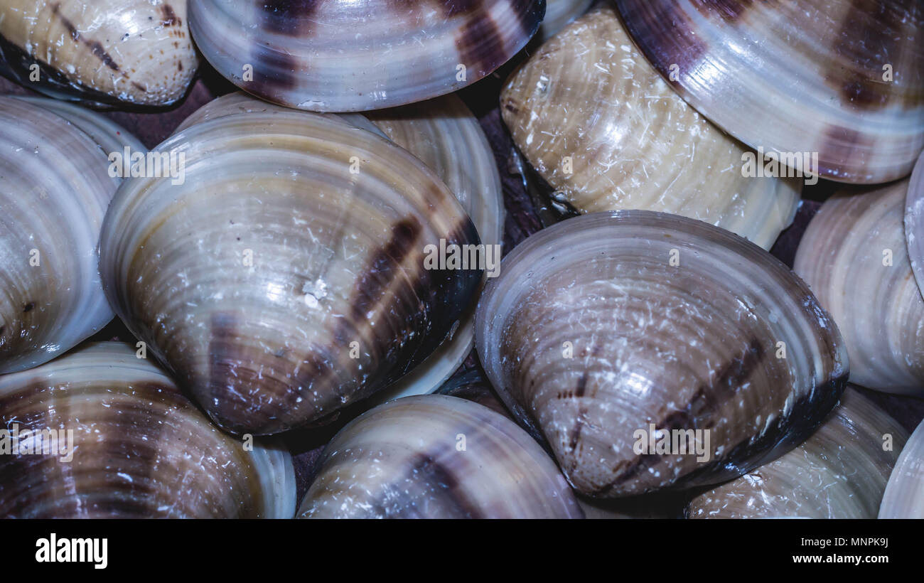 stack of sea shells. closeup of sea shells. natural texture background ...