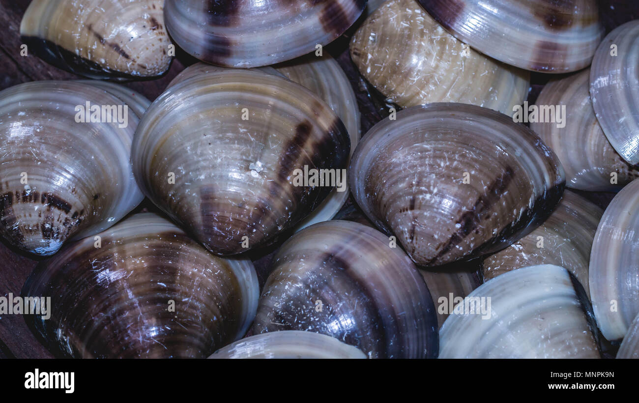 stack of sea shells. closeup of sea shells. natural texture background ...