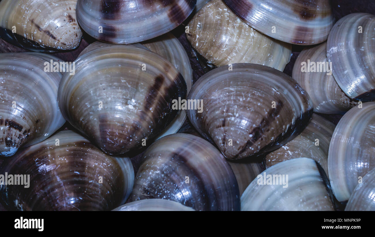 stack of sea shells. closeup of sea shells. natural texture background ...
