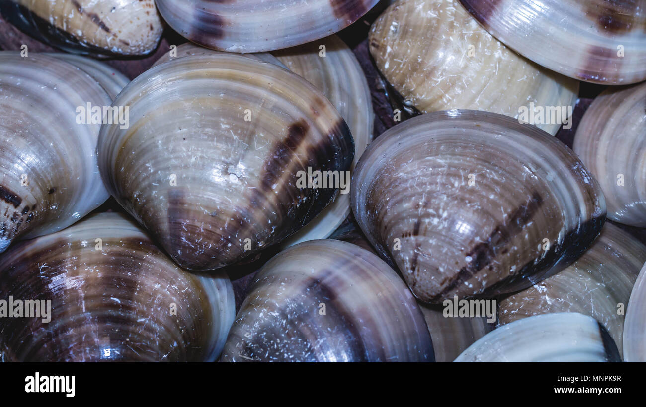 stack of sea shells. closeup of sea shells. natural texture background ...