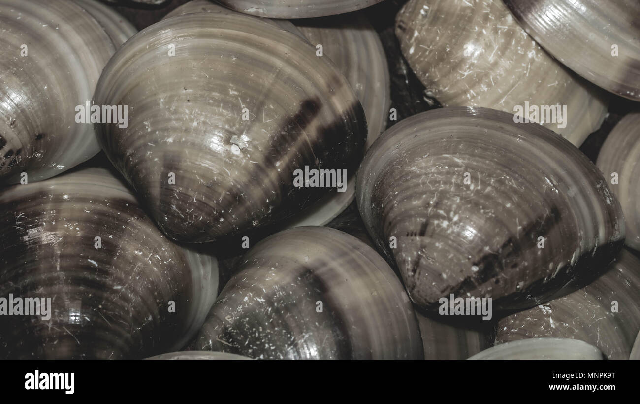 stack of sea shells. closeup of sea shells. natural texture background ...