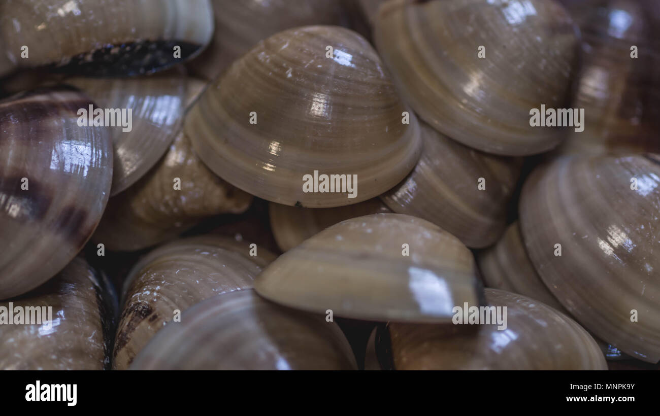 stack of sea shells. closeup of sea shells. natural texture background ...