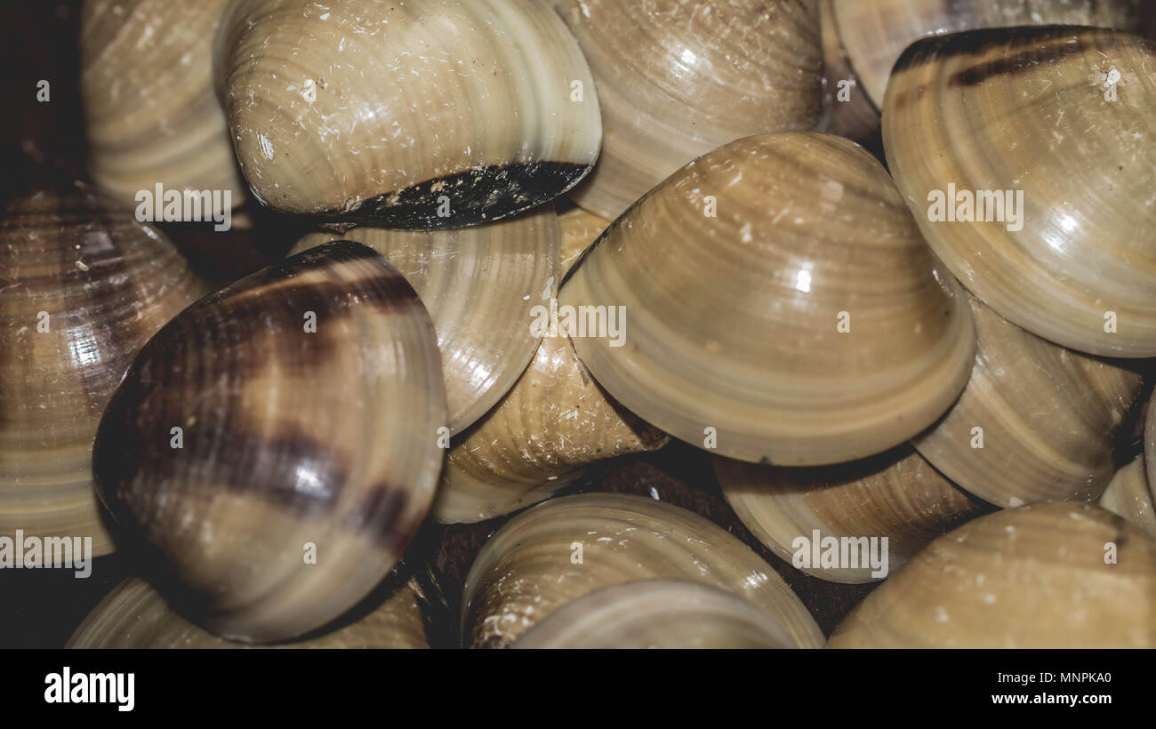stack of sea shells. closeup of sea shells. natural texture background ...