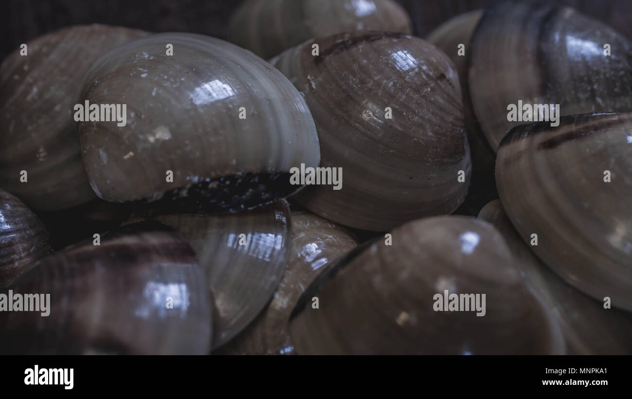 stack of sea shells. closeup of sea shells. natural texture background ...