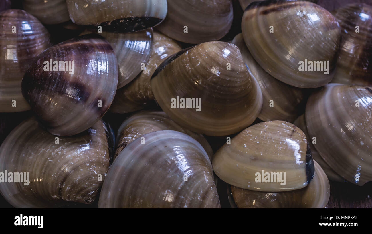 stack of sea shells. closeup of sea shells. natural texture background ...