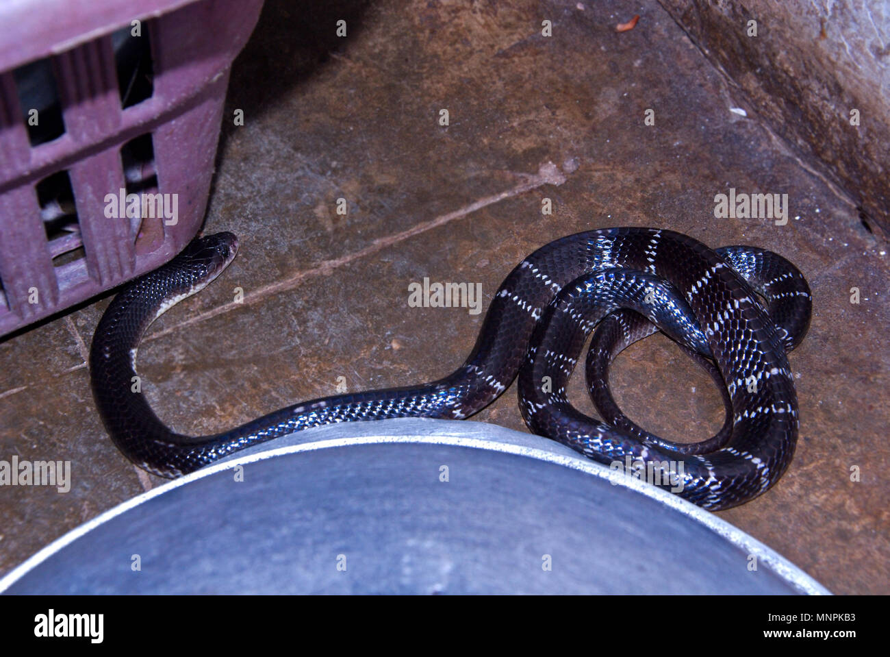 Common krait house hi-res stock photography and images - Alamy
