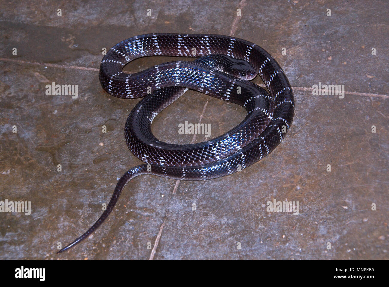 Southern Indian Krait