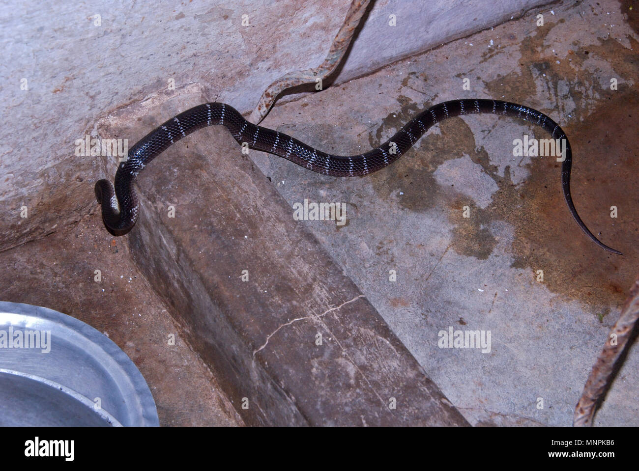 indian common krait snake found in the house in night and commonly ...