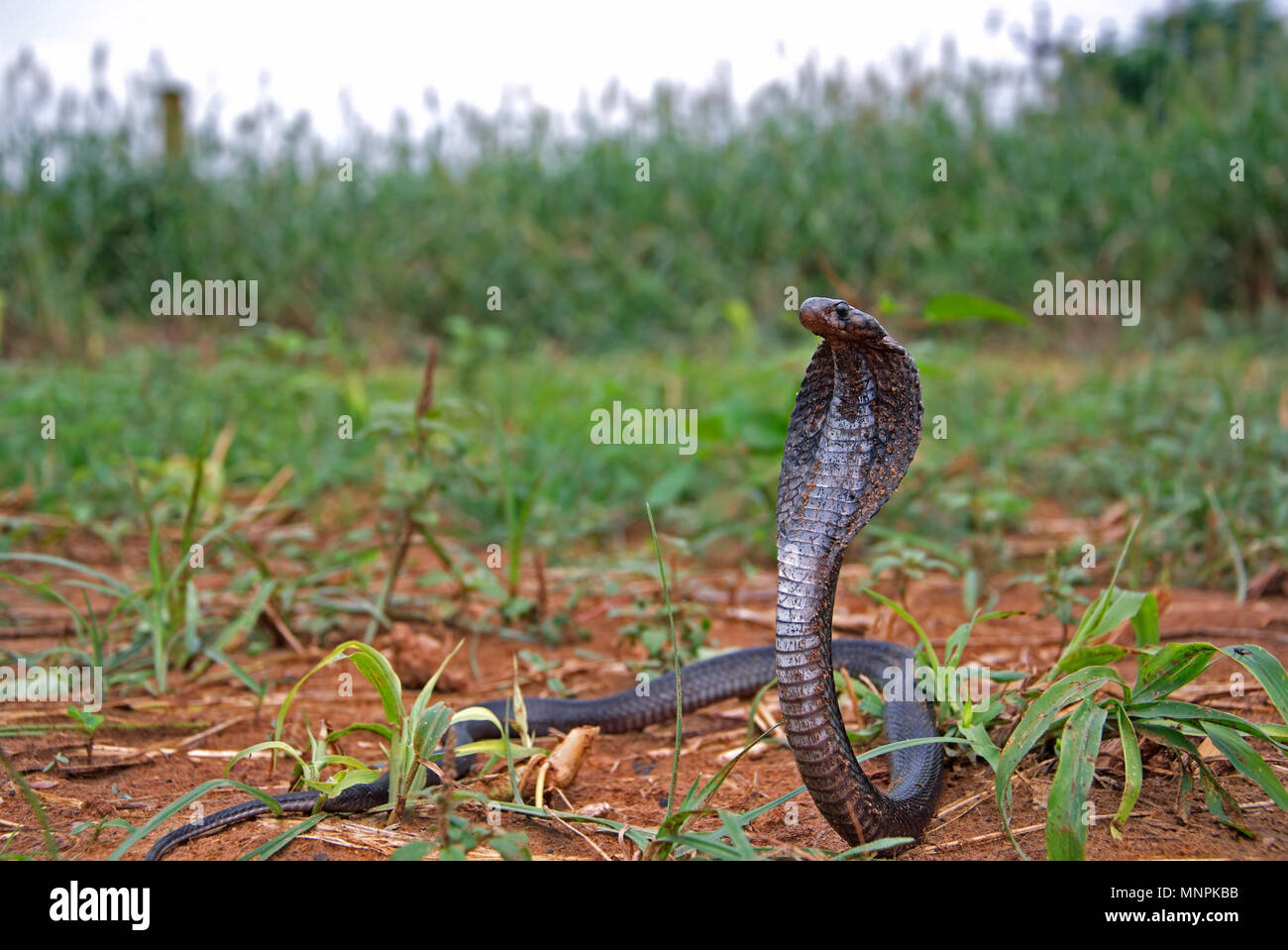 Indian cobra hi-res stock photography and images - Alamy