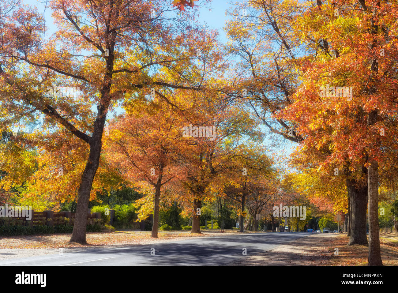 A photo of beautiful autumn trees in Macedon, Victoria, Australia Stock ...