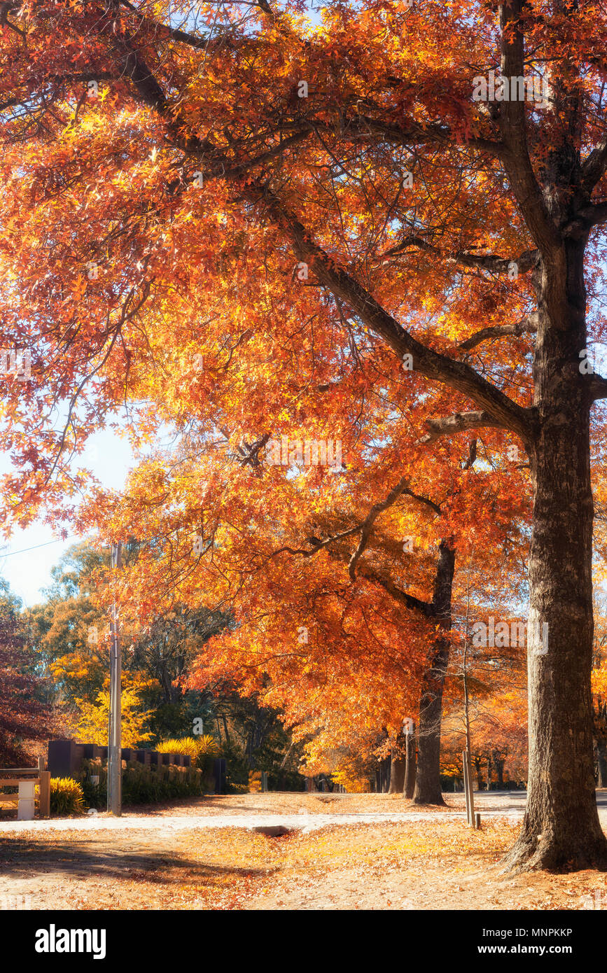 A photo of beautiful autumn trees in Macedon, Victoria, Australia Stock ...