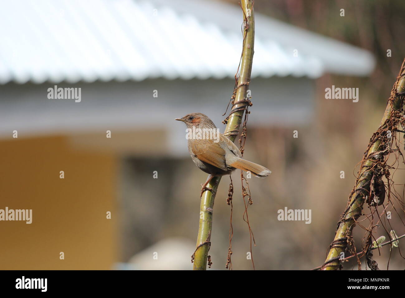 Sarahan himachal pradesh birds hi-res stock photography and images - Alamy