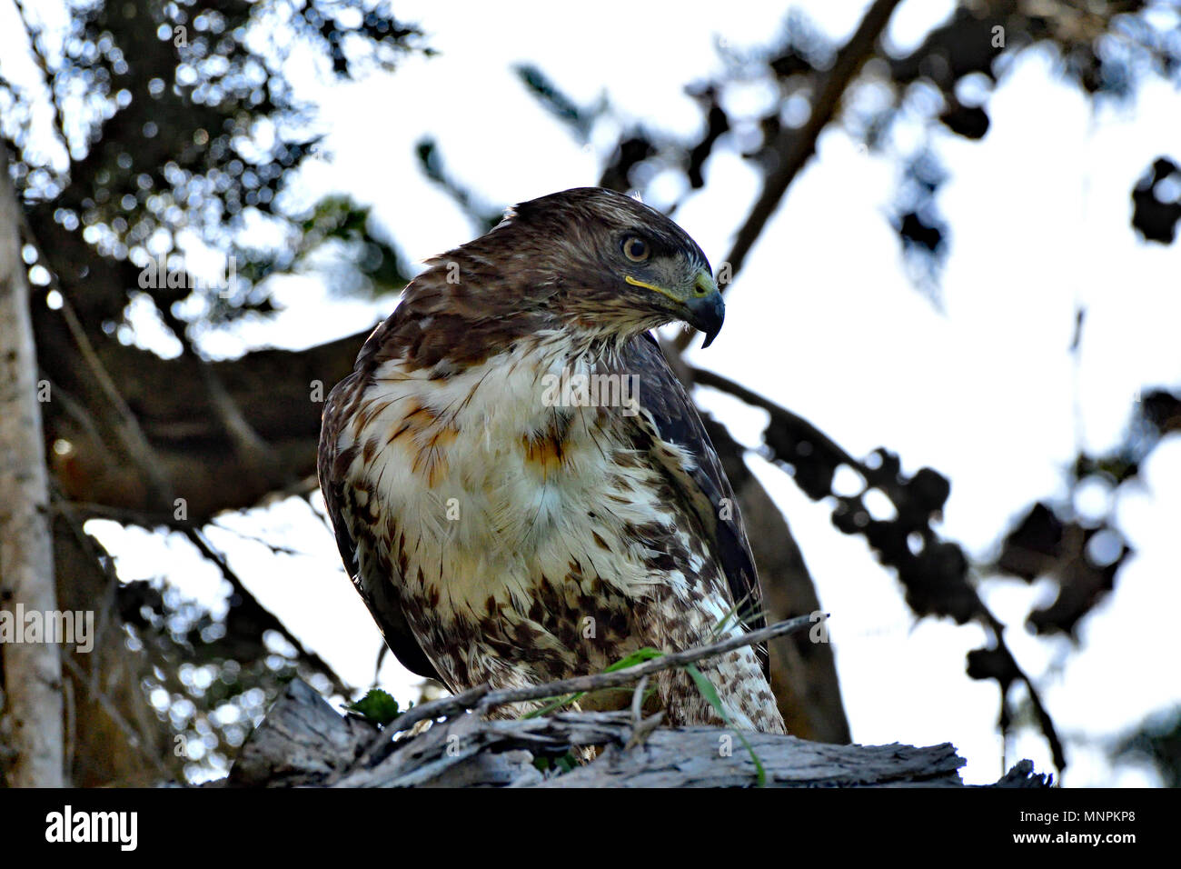 Cooper's Hawk Devouring a Giant Rodent Stock Photo - Alamy