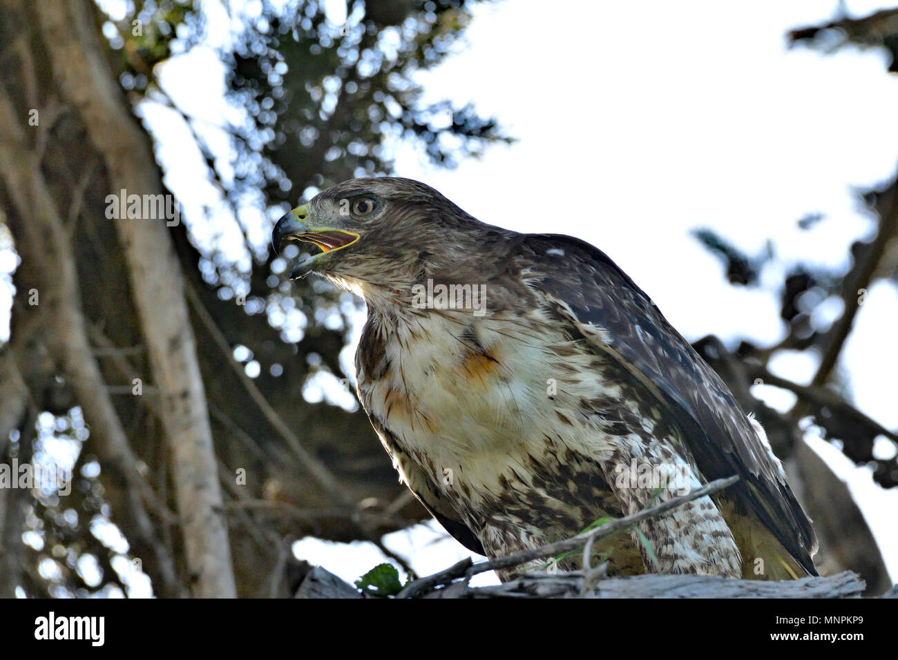 Cooper's Hawk Devouring a Giant Rodent Stock Photo - Alamy